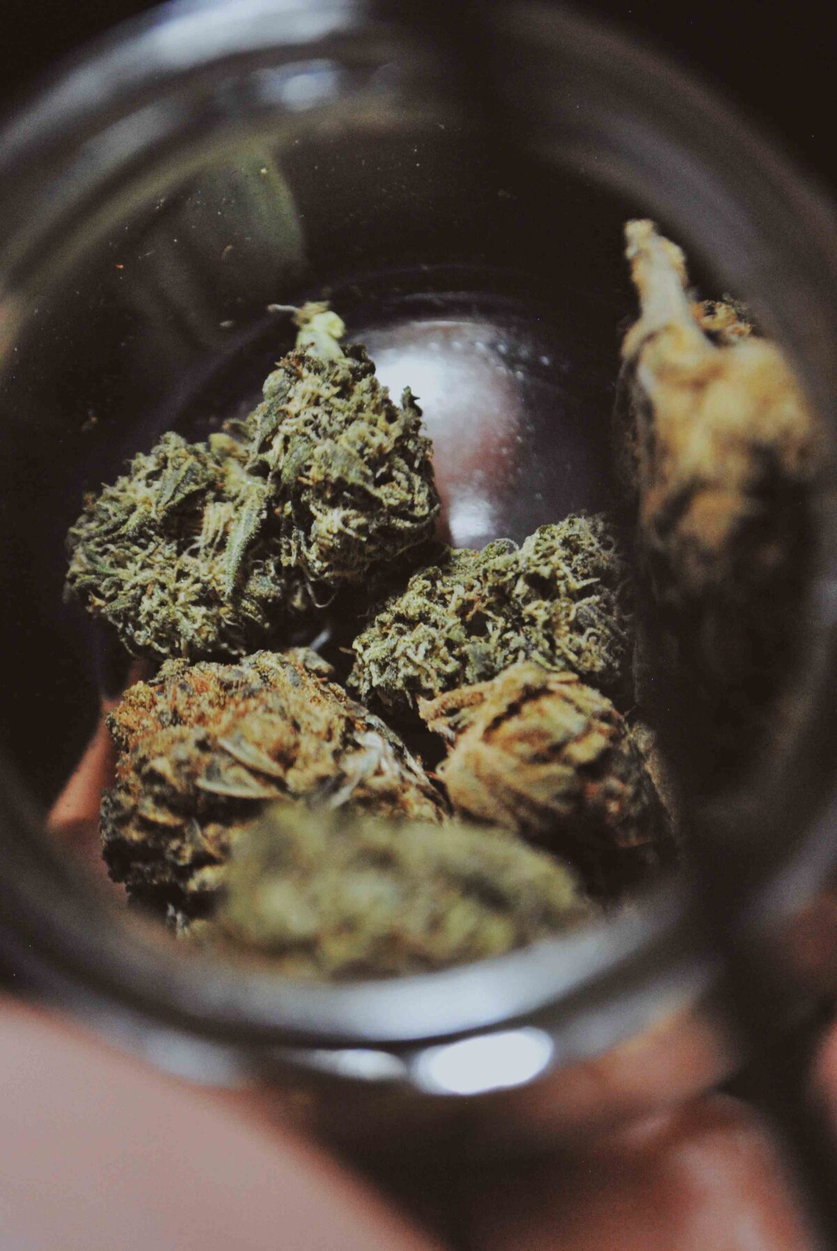 Sativa vs Indica vs Hybrid: Cart Options & Effects