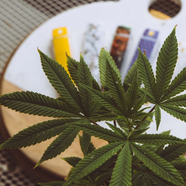 The Evolution of Cannabis Culture | Timeless Vapes